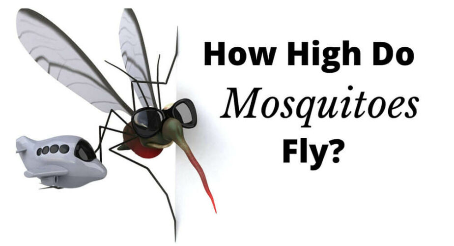 How High Do Mosquitoes Fly?