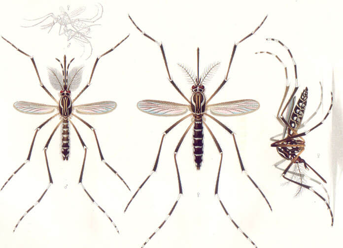 How Do Mosquitoes Mate? - The Surprising Sex Life of a Mosquito