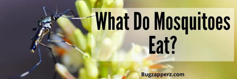 What Do Mosquitoes Eat? - Bug Zapperz